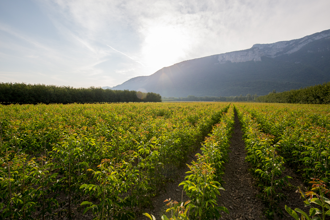 Noyers greffés fruitiers - Pépinière Payre