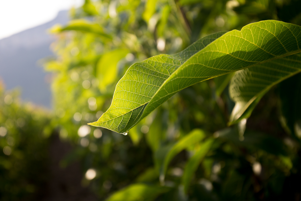 Noyers greffés fruitiers - Pépinière Payre
