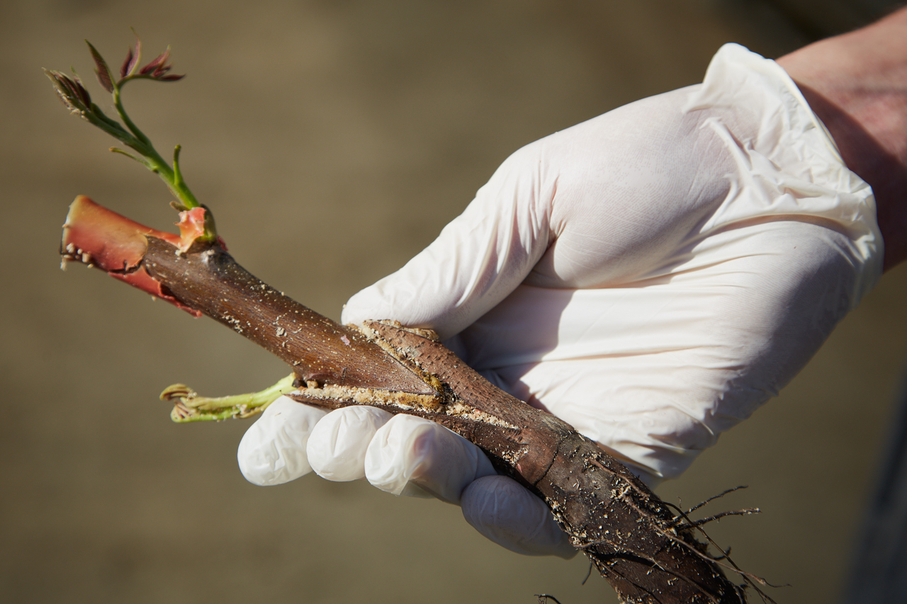 Noyers greffés fruitiers - Pépinière Payre